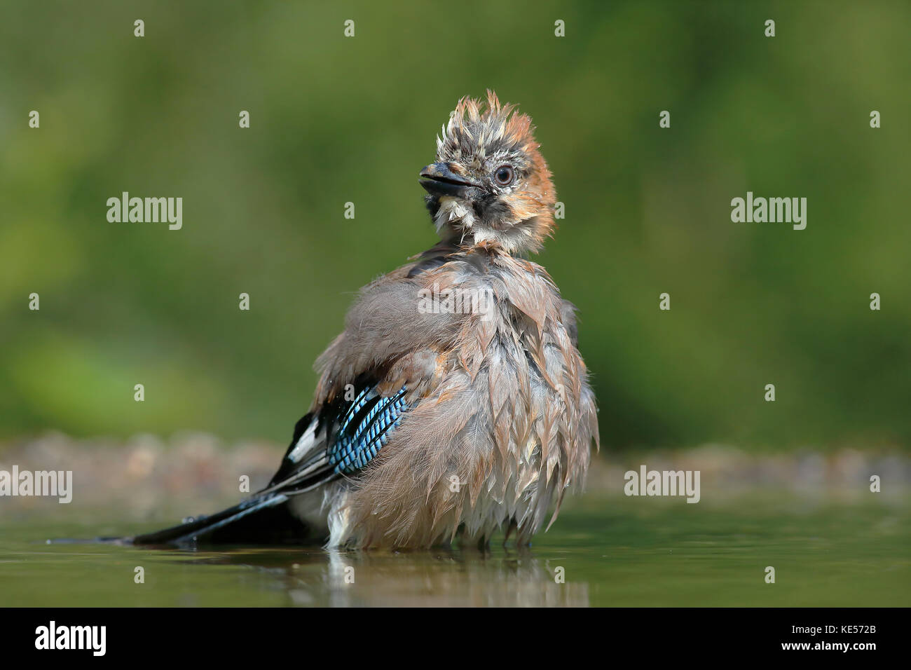 Eurasian jay (Garrulus glandarius) wet bird sits in shallow water in a ...