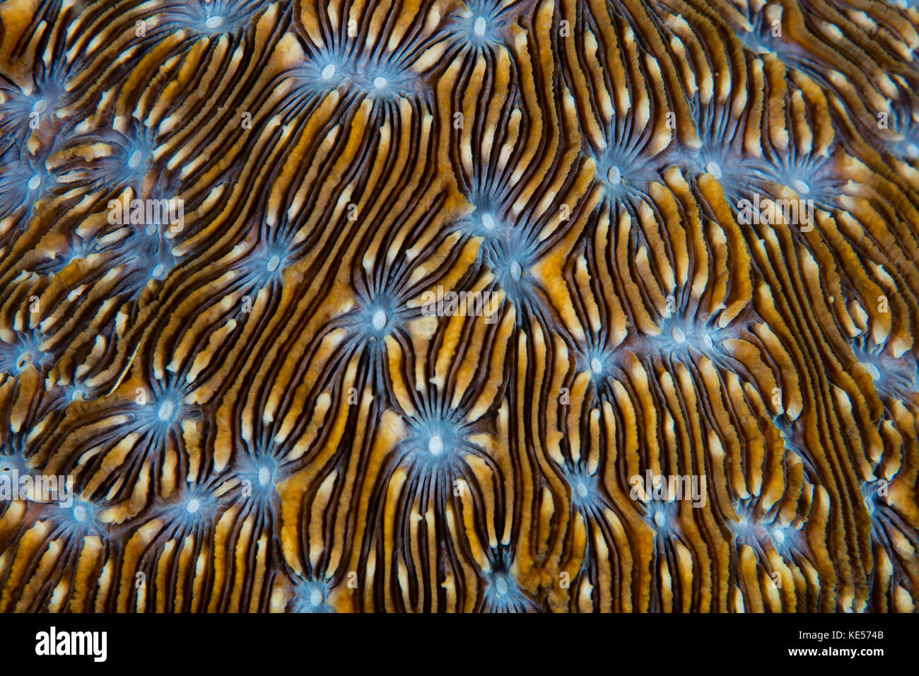 Detail of a beautiful reef-building coral growing on a reef Stock Photo ...