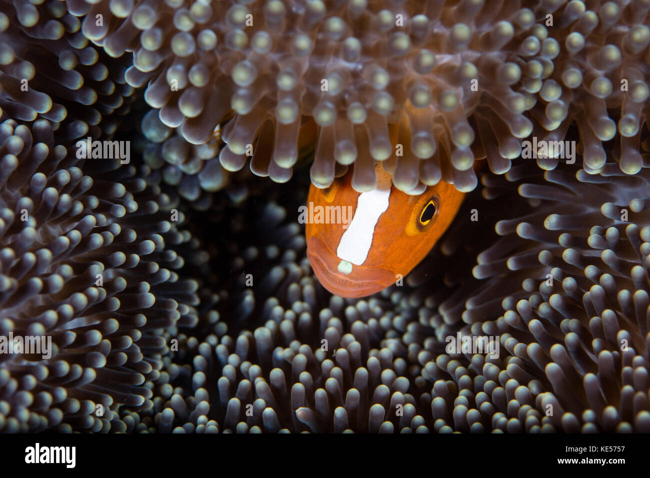 An orange anemonefish peeks out from its host anemone on a reef ...