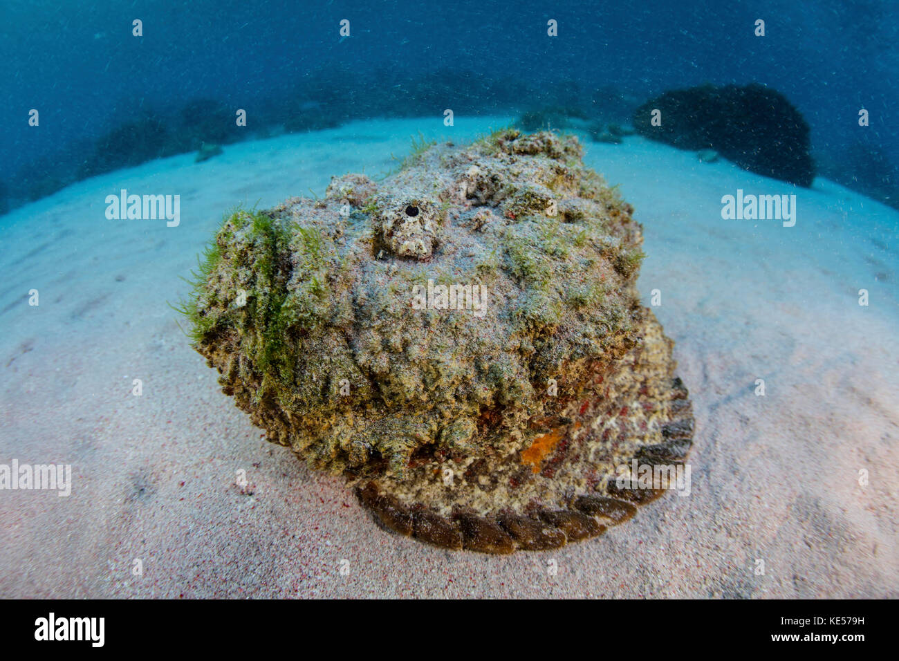 Underwater seascape sandy seabed hi-res stock photography and images ...
