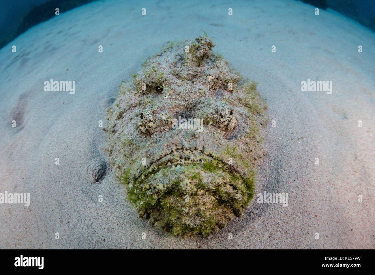 Stonefish hi-res stock photography and images - Alamy