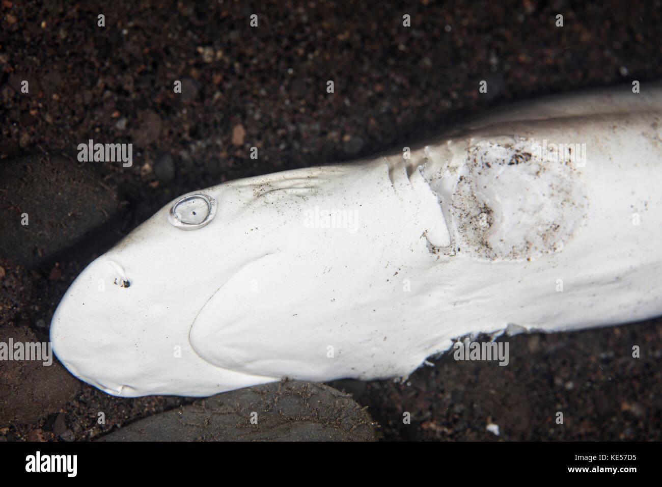 Shark fins killed hi-res stock photography and images - Alamy