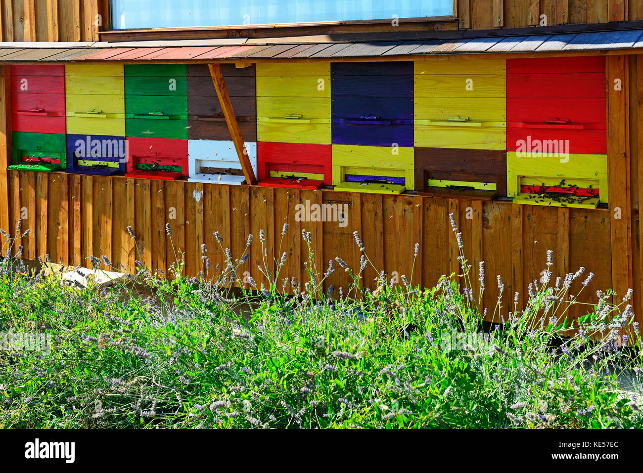 Coloured bee hives on a house wall, bee therapy, api tourism, Dobrovo ...