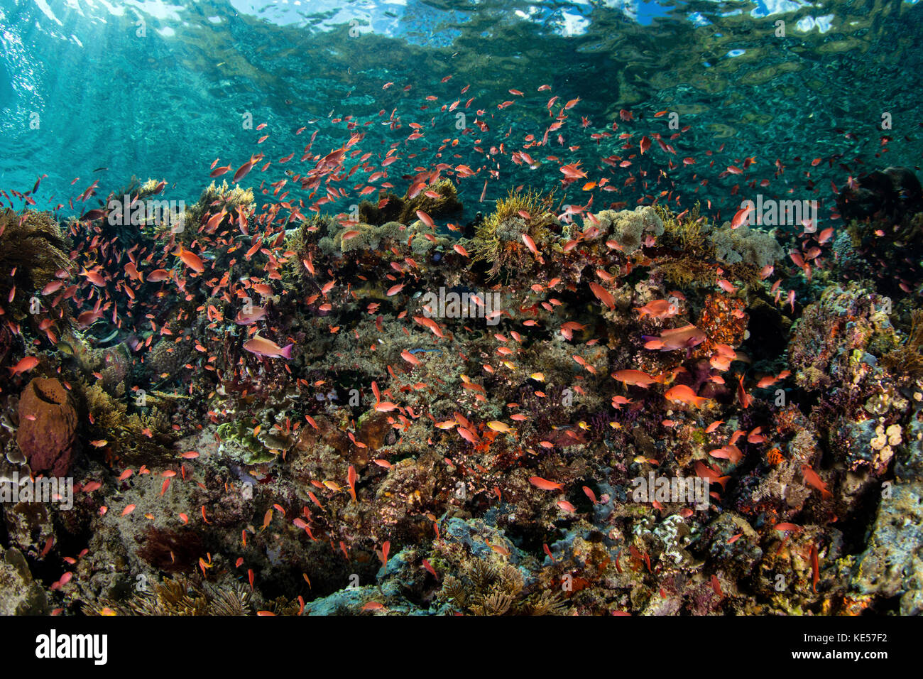 Reef fish swimming above a coral reef in the Lesser Sunda Islands Stock ...