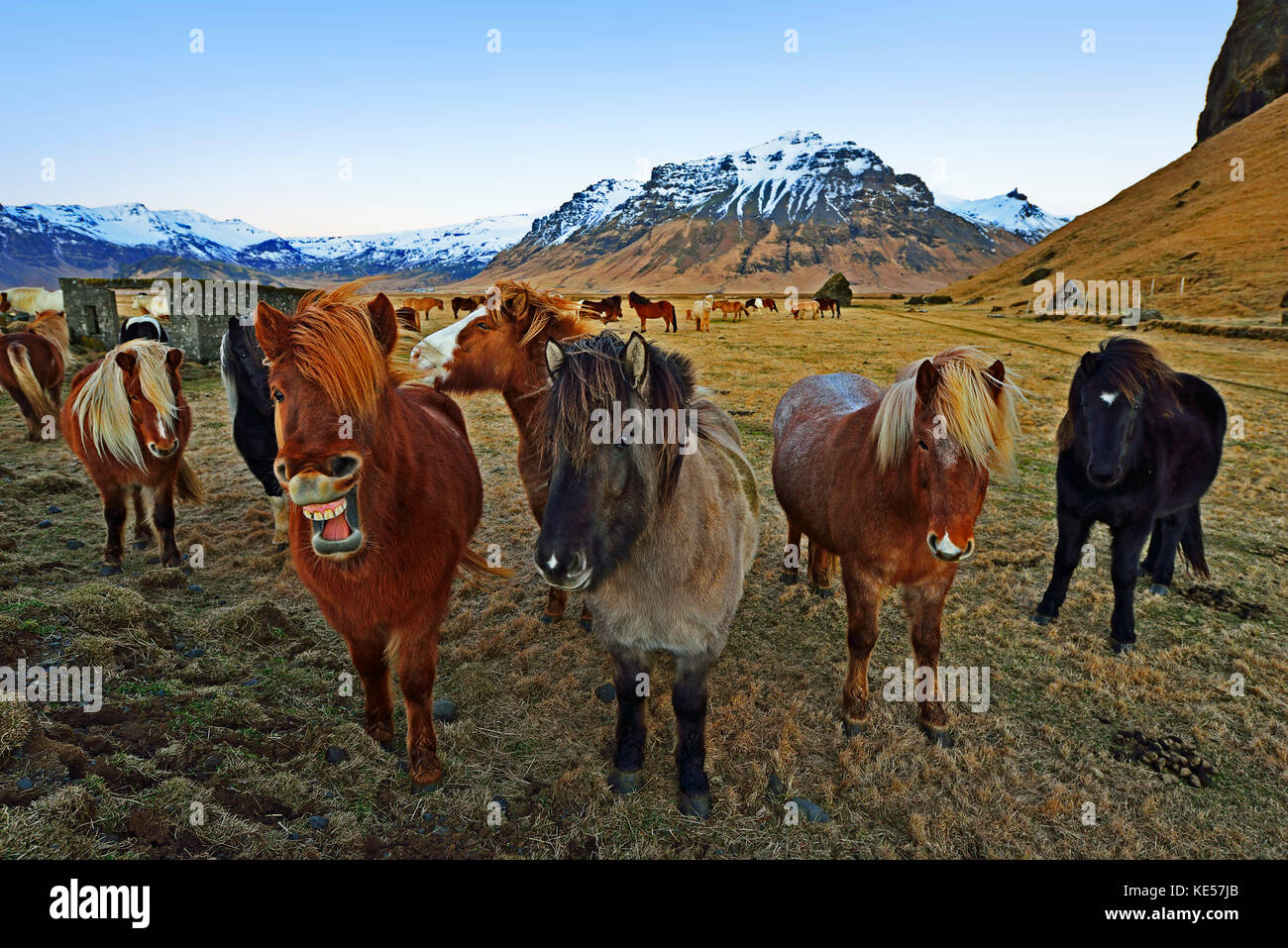 Islandic horses, ponies at Vik, Island Stock Photo - Alamy