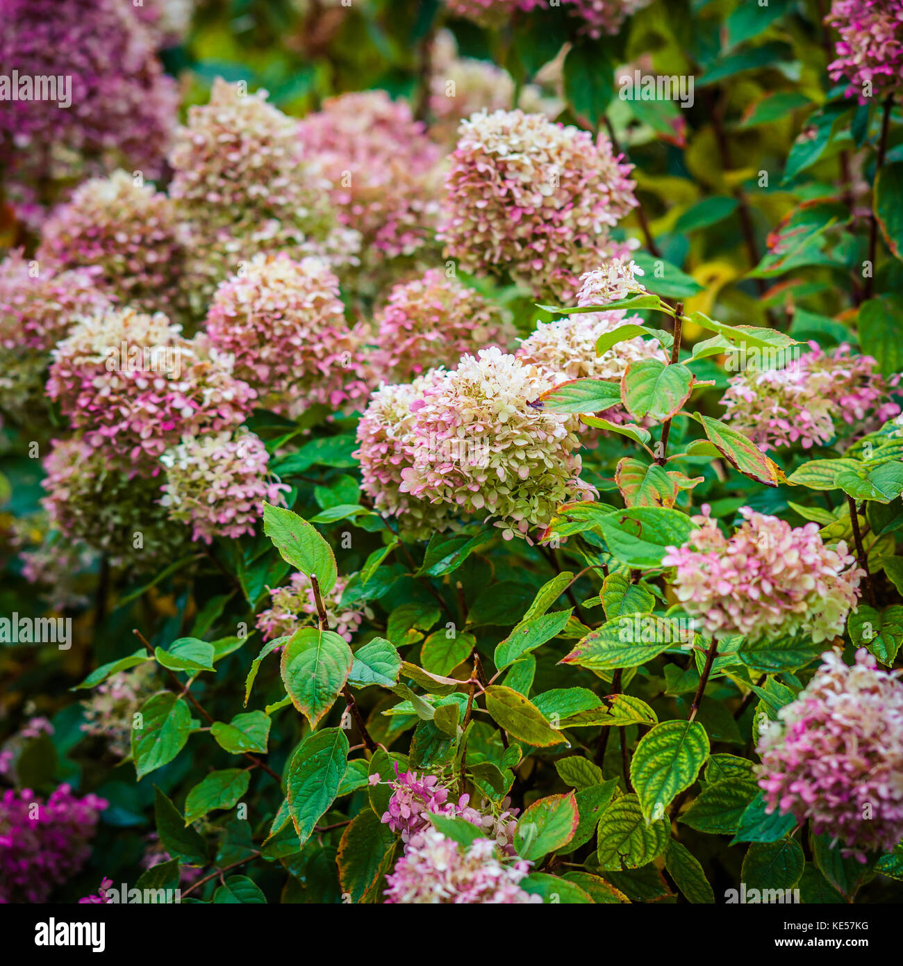 Wet hydrangea flowers in a park on a rainy autumn day. Golden autumn ...
