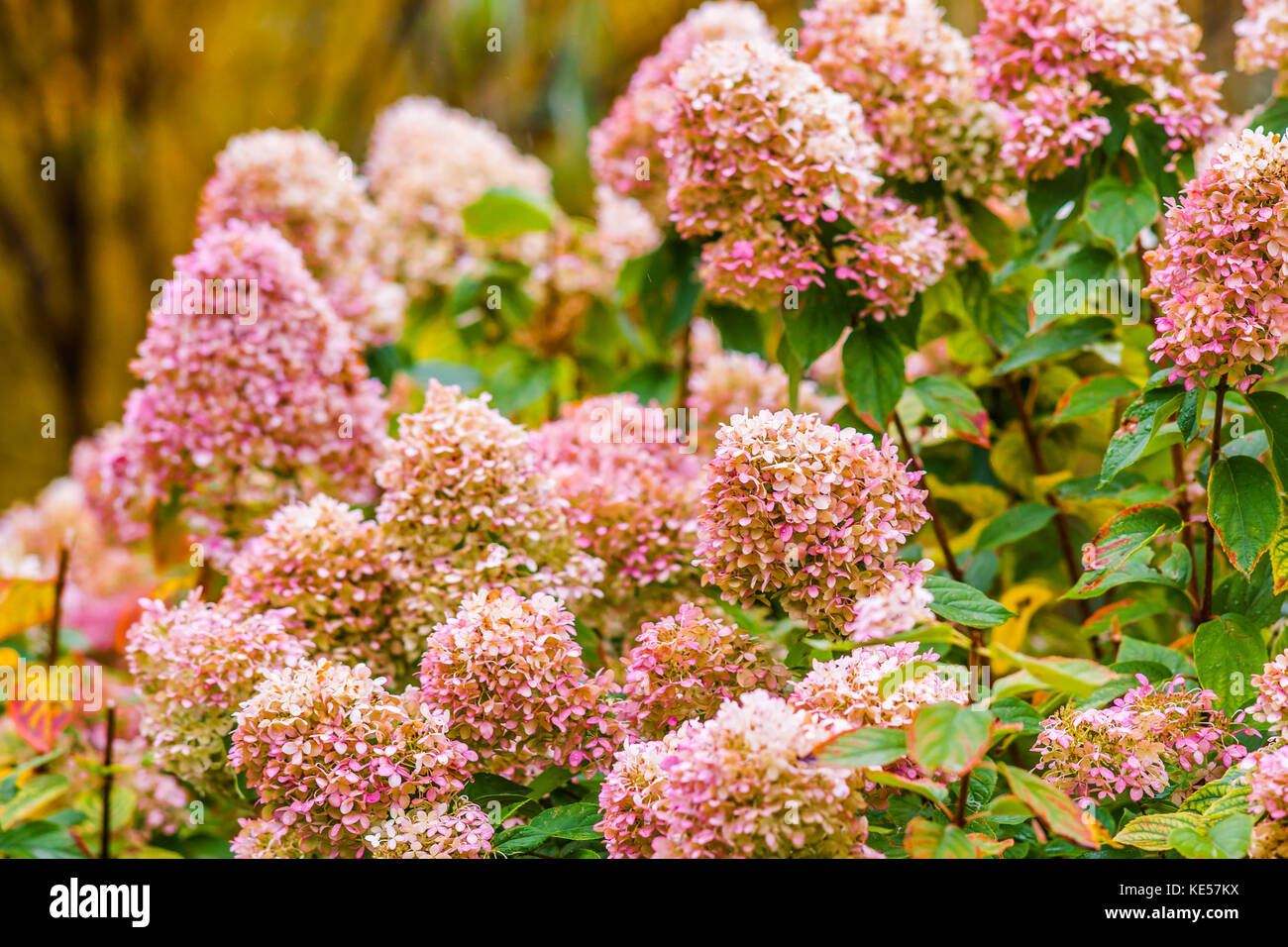 Hydrangea Autumn Leaves Stock Photos & Hydrangea Autumn Leaves Stock ...