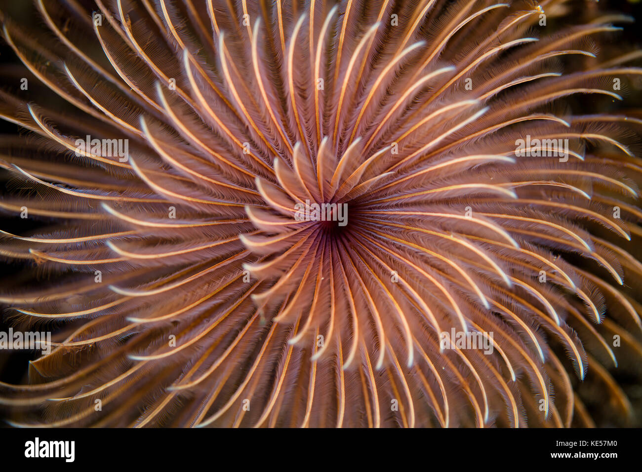 Detail of the spiral tentacles arrangement of a feather duster worm ...