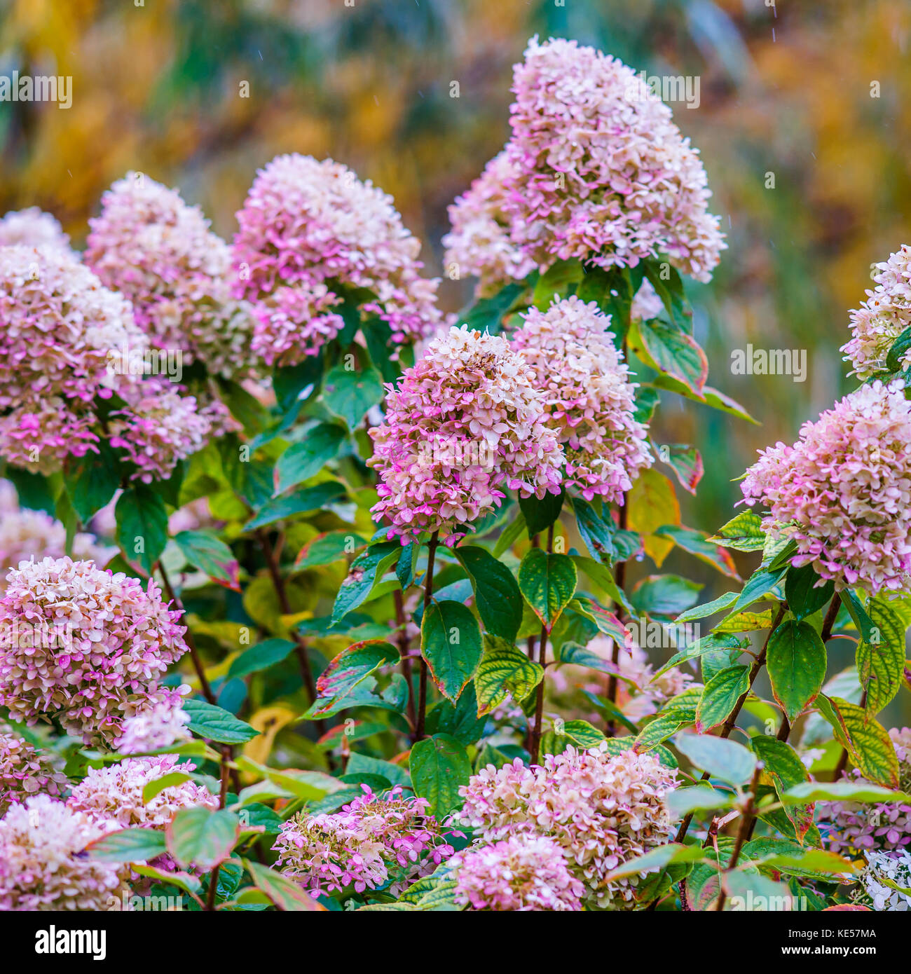 Wet hydrangea flowers in a park on a rainy autumn day. Golden autumn ...