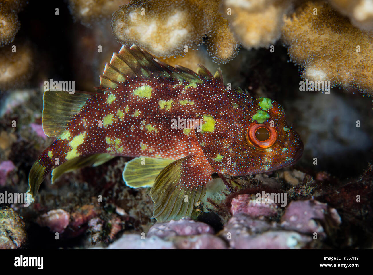 A yellow-spotted scorpionfish hides on a reef in Komodo National Park ...