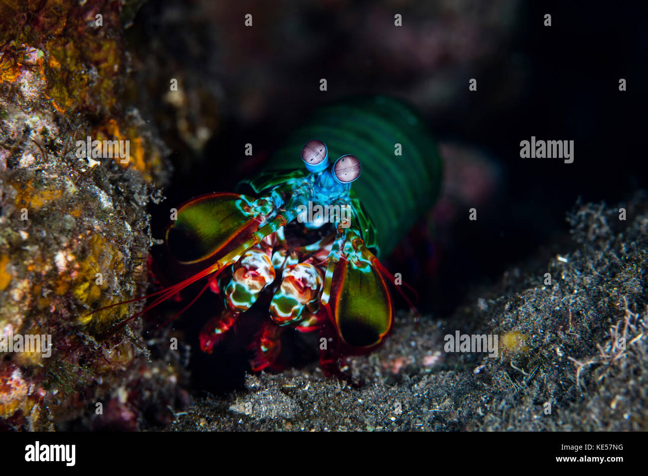 Pacific ocean asia mantis shrimp hi-res stock photography and images ...