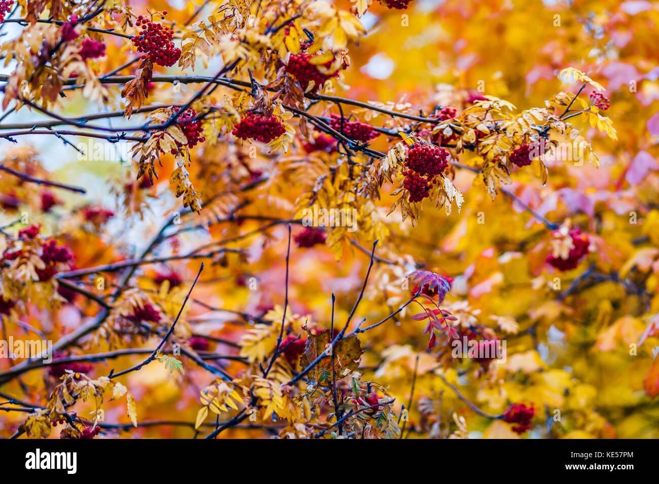 Red clusters of rowan berries on a tree twigs, yellow, orange, brown ...