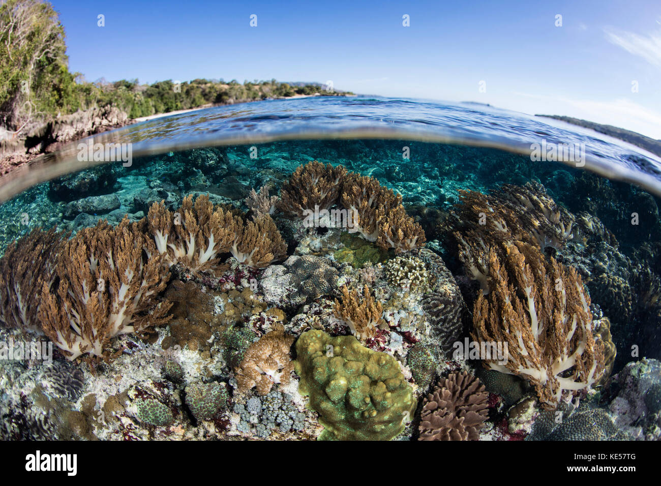 A beautiful coral reef thrives in shallow water in the Lesser Sunda ...