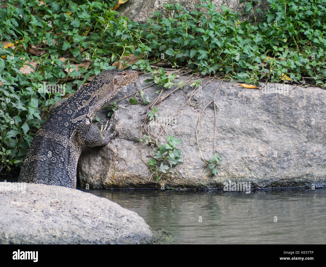 Scary lizards hi-res stock photography and images - Alamy