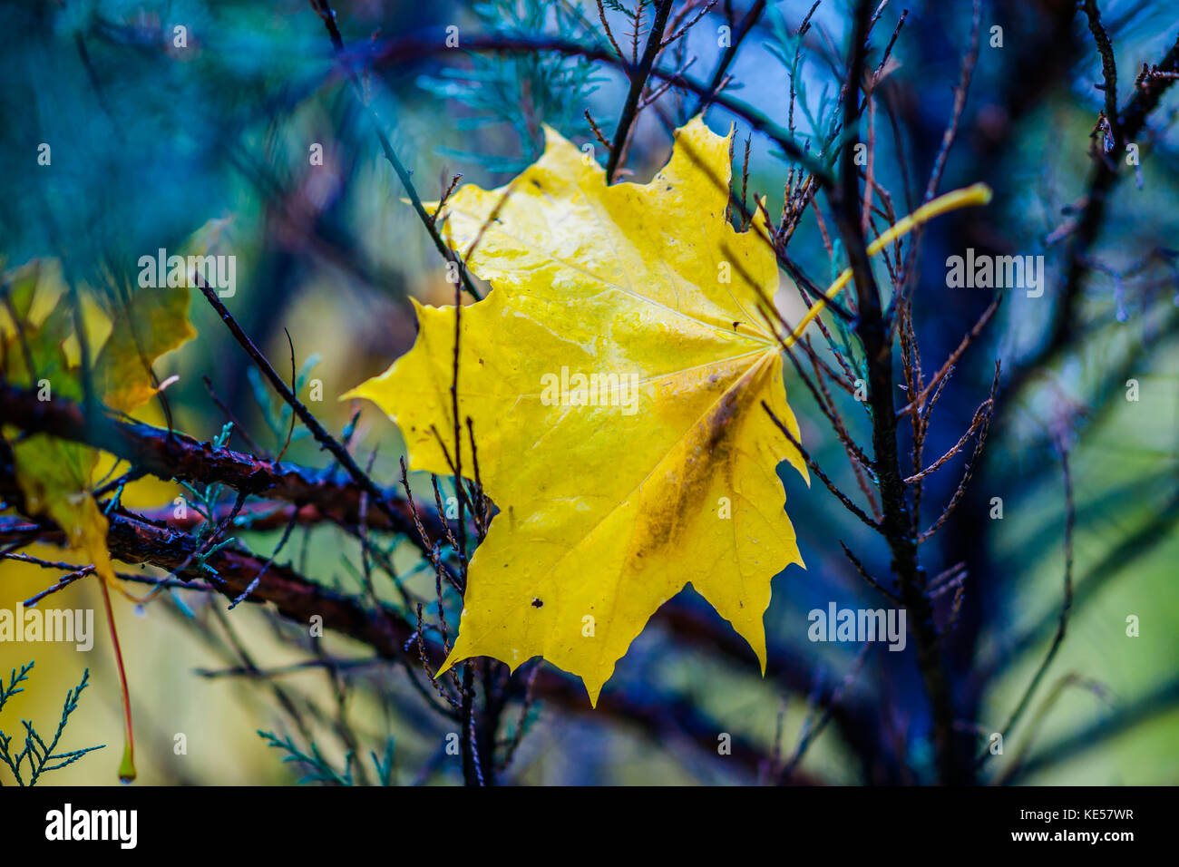 Yellow wet maple leaf tangled between the twigs of a thuja or ...