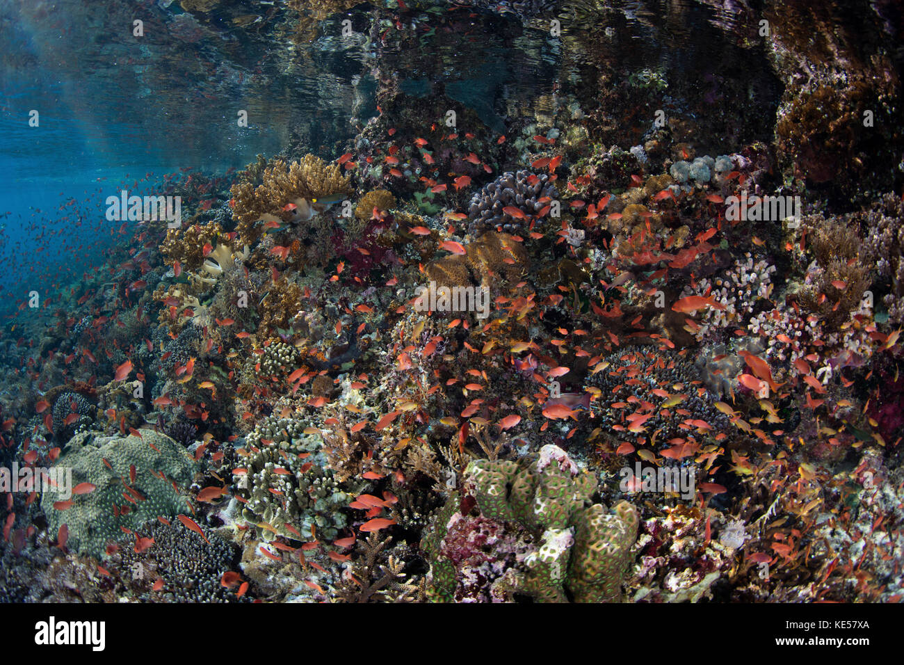 Reef fish swimming along a coral reef in the Lesser Sunda Islands Stock ...
