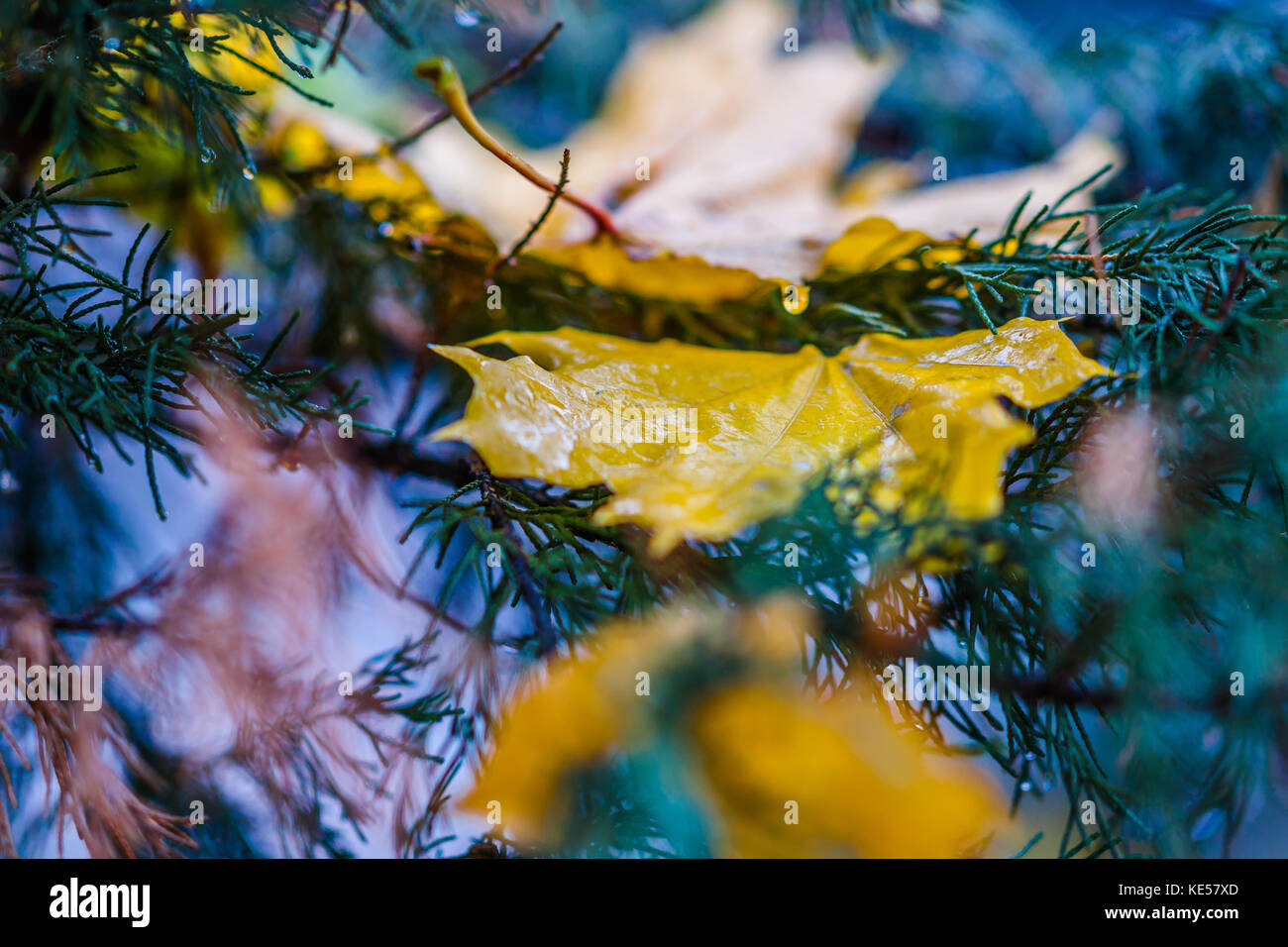 Tangled floral composition hi-res stock photography and images - Alamy