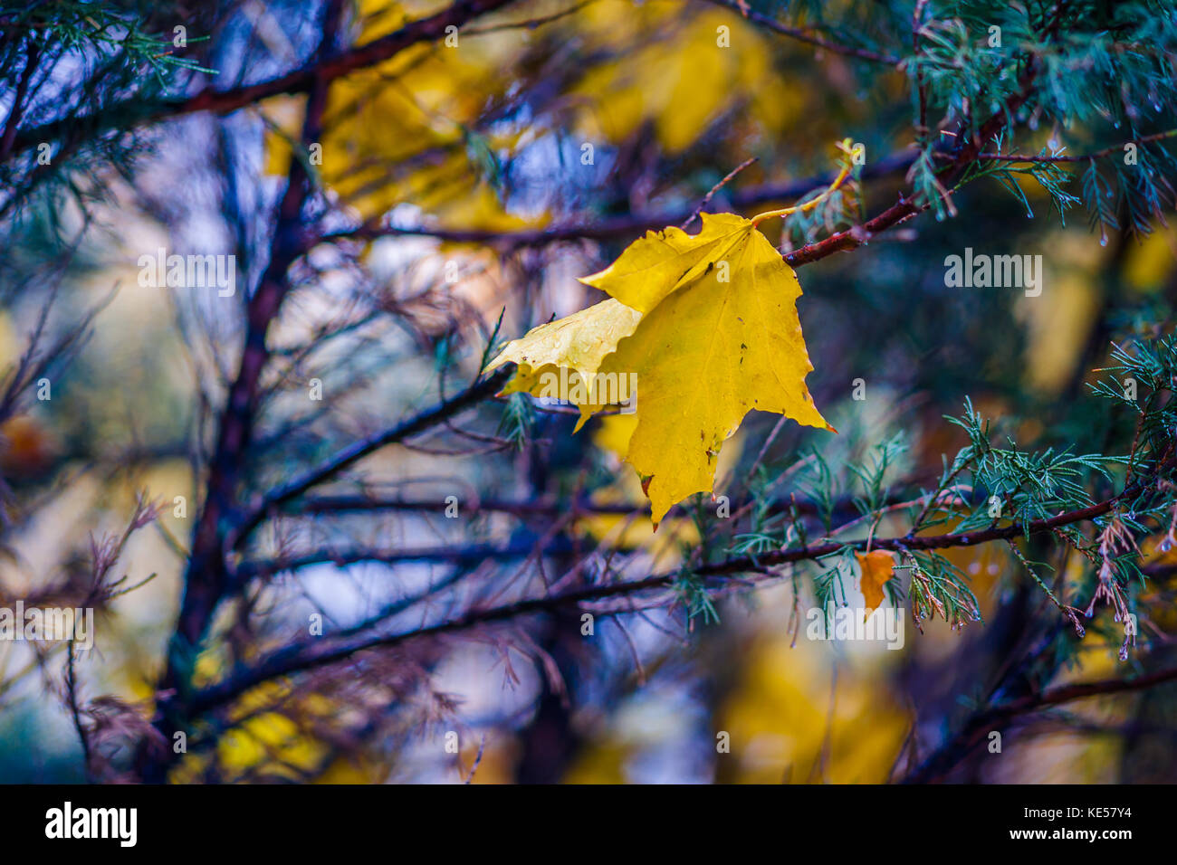 Yellow wet maple leaf tangled between the twigs of a thuja or ...