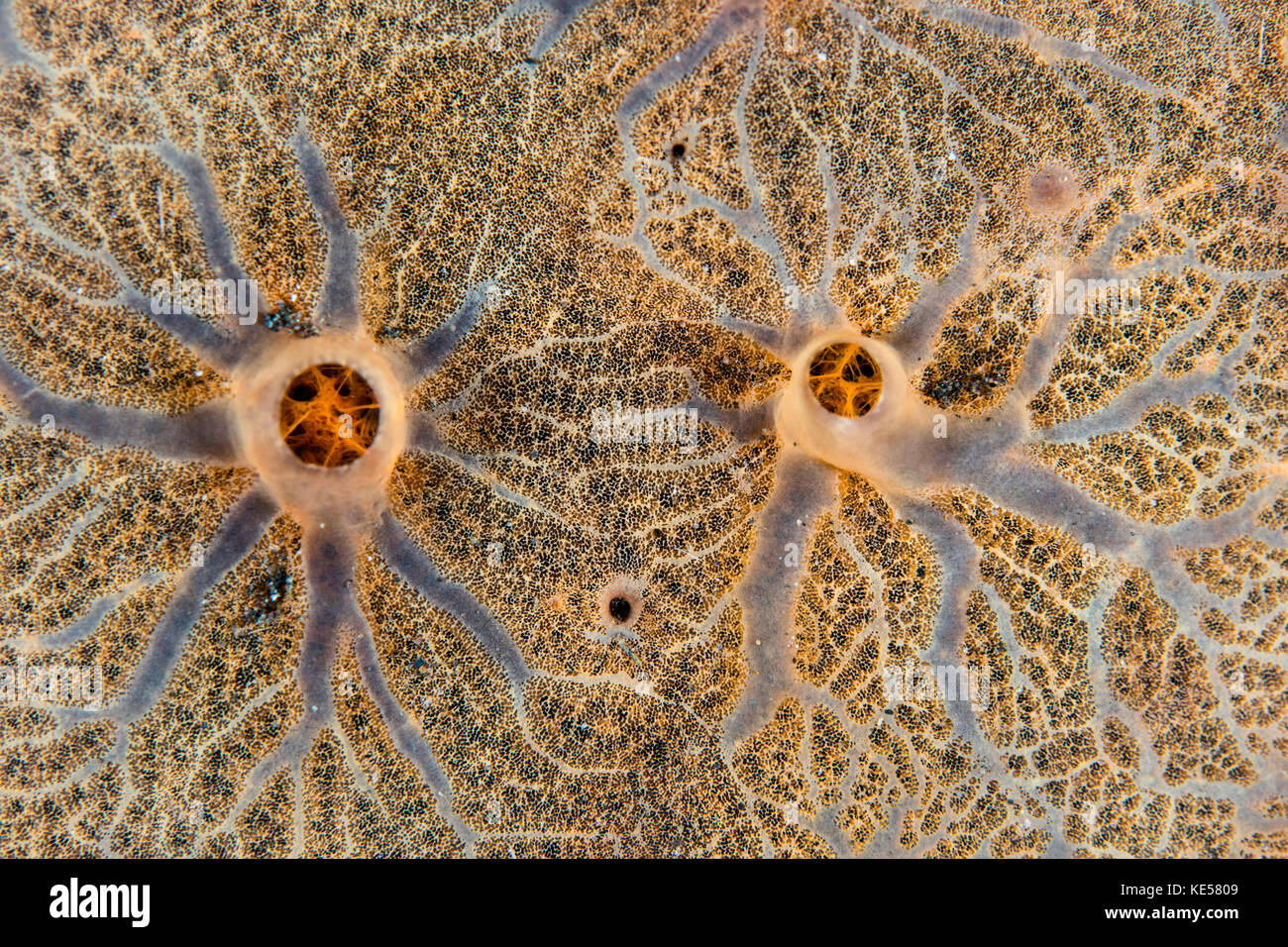 Detail of encrusting sponge hi-res stock photography and images - Alamy