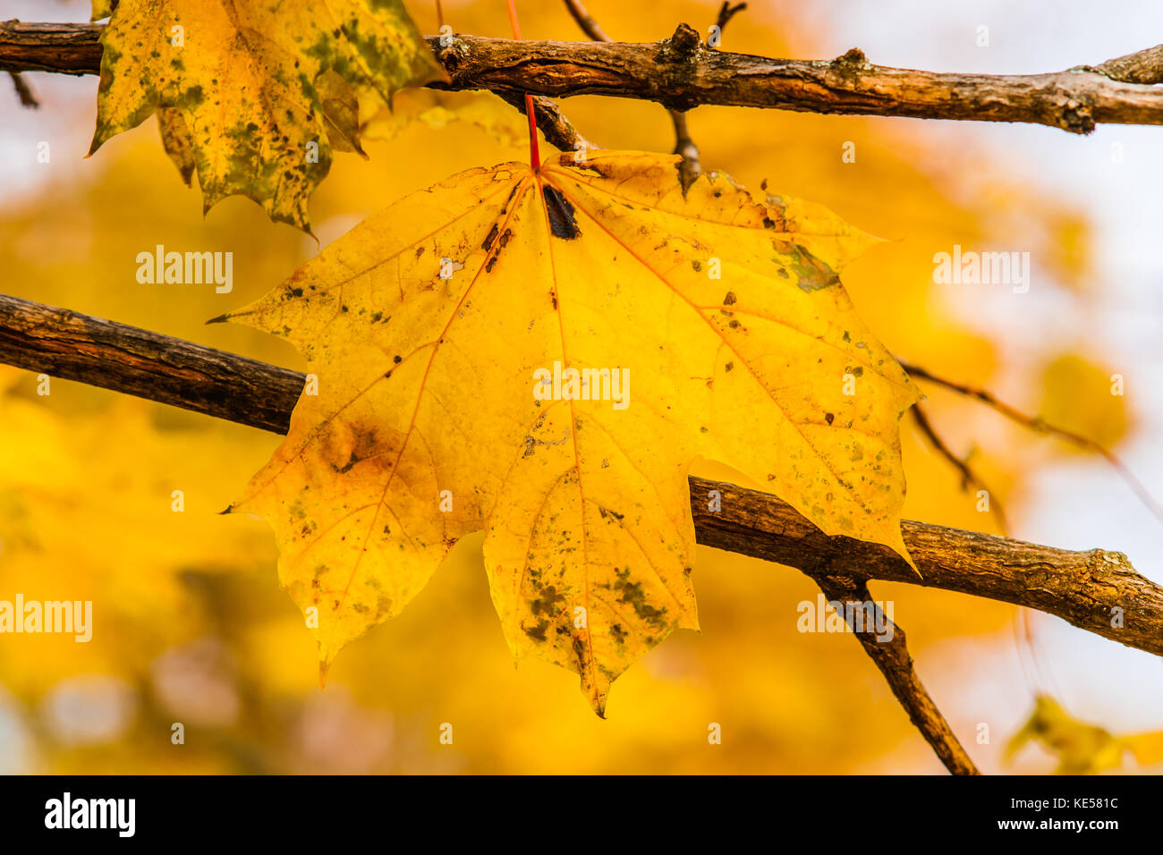Bright yellow maple leaf on a tree branch against the background of ...