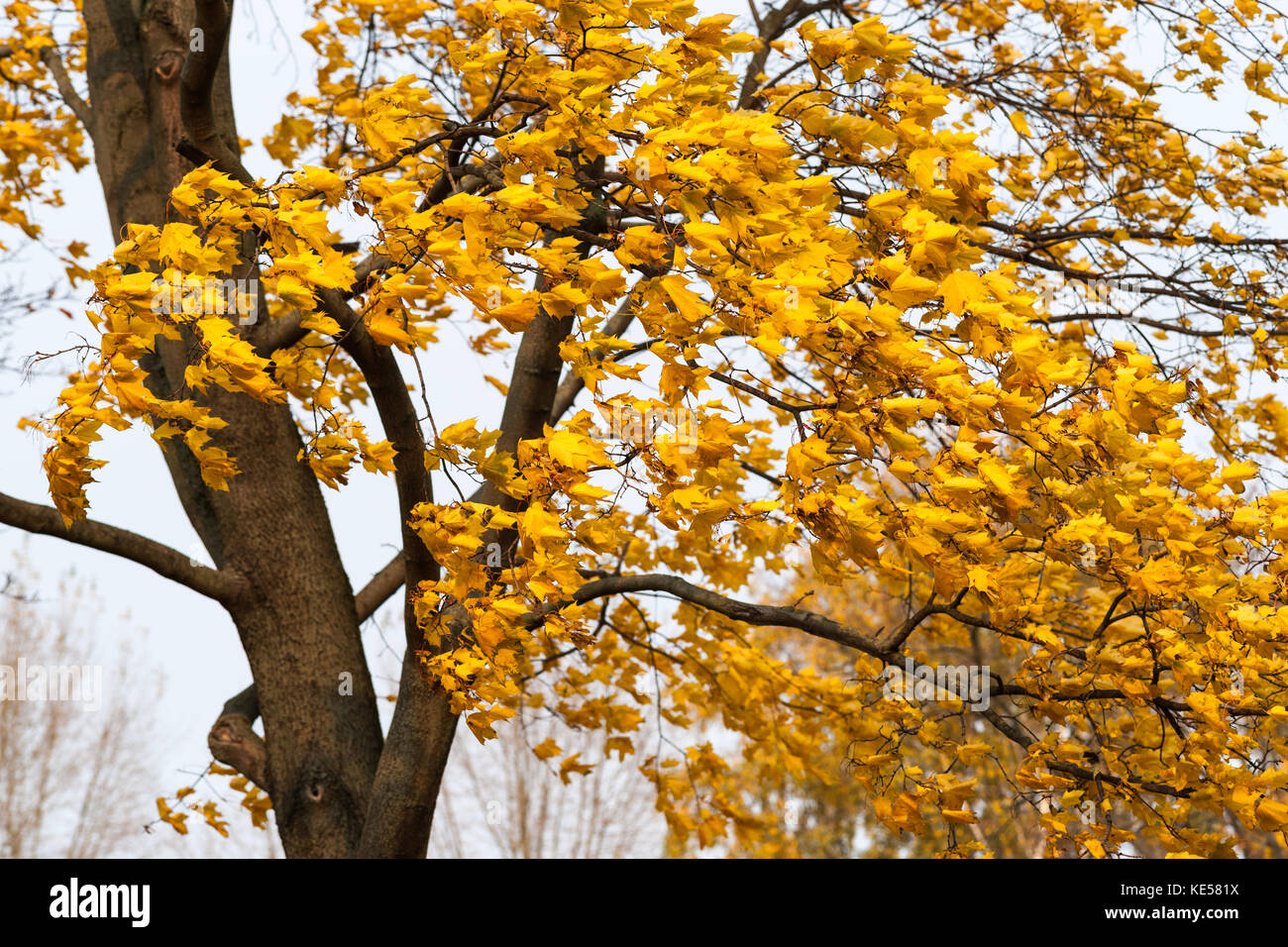 Maple tree, yellow leaves, autumn wind, the palpitation of the tree ...