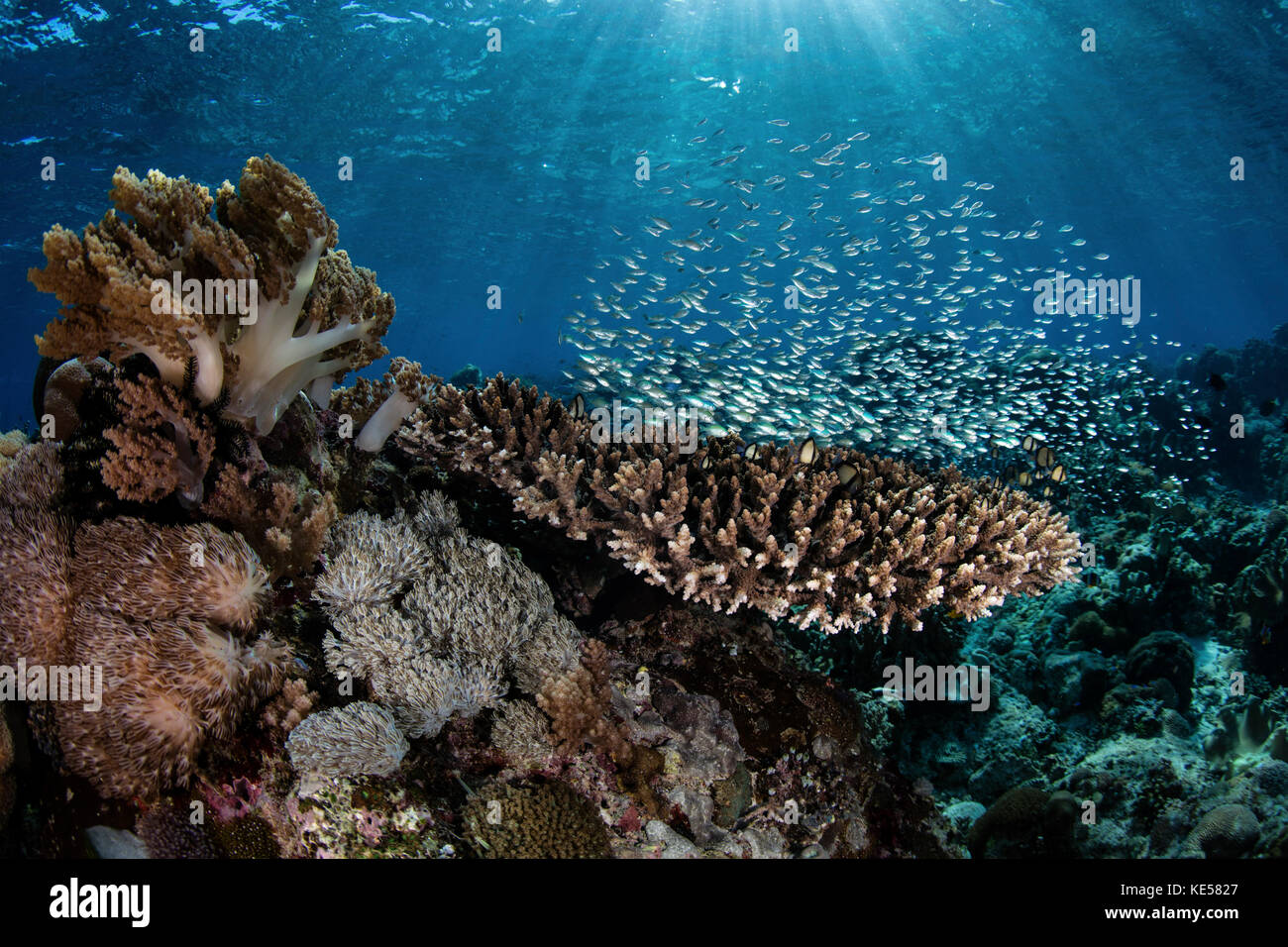 Colorful blue-green damselfish swimming above a coral reef in the ...