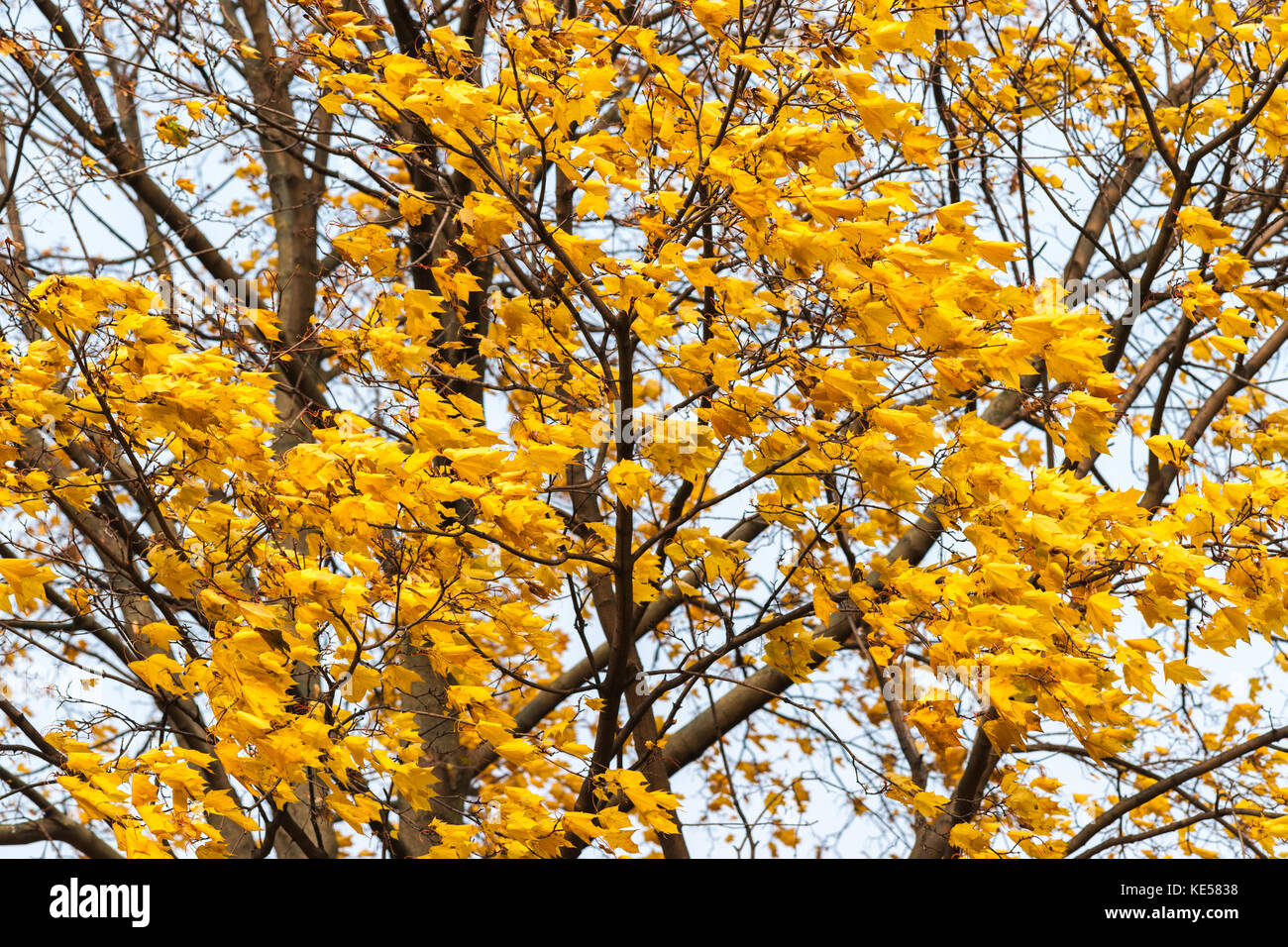 Maple tree, yellow leaves, autumn wind, the palpitation of the tree ...