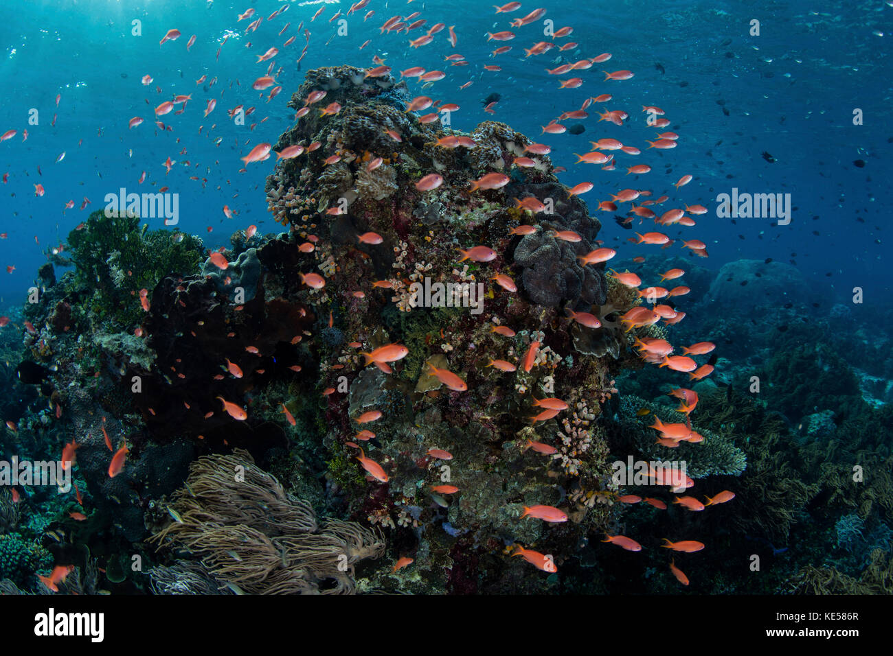 Reef fish swimming in a strong current near Alor in the Lesser Sunda ...