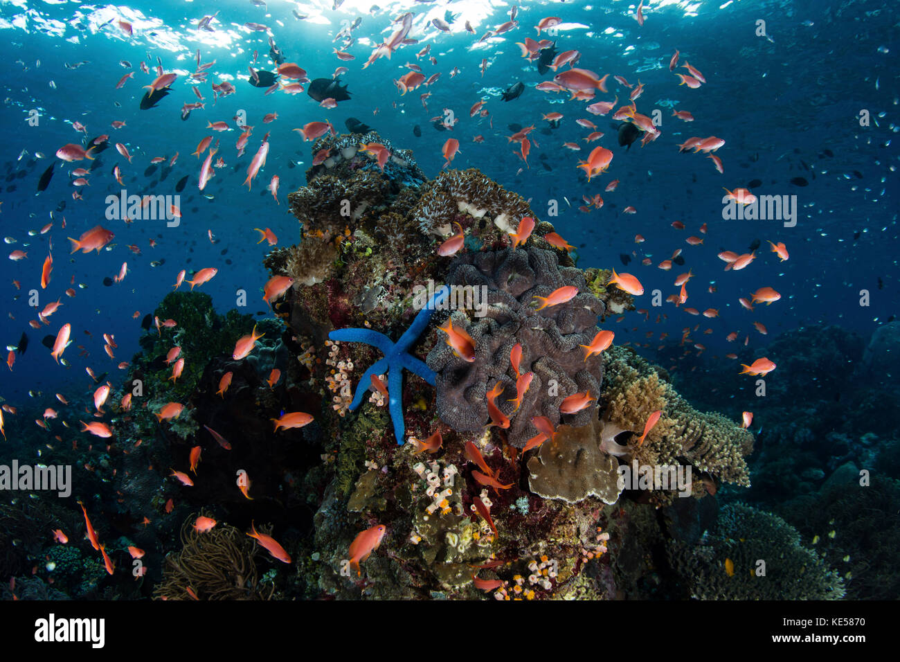 Reef fish swimming above a coral reef in the Lesser Sunda Islands of ...