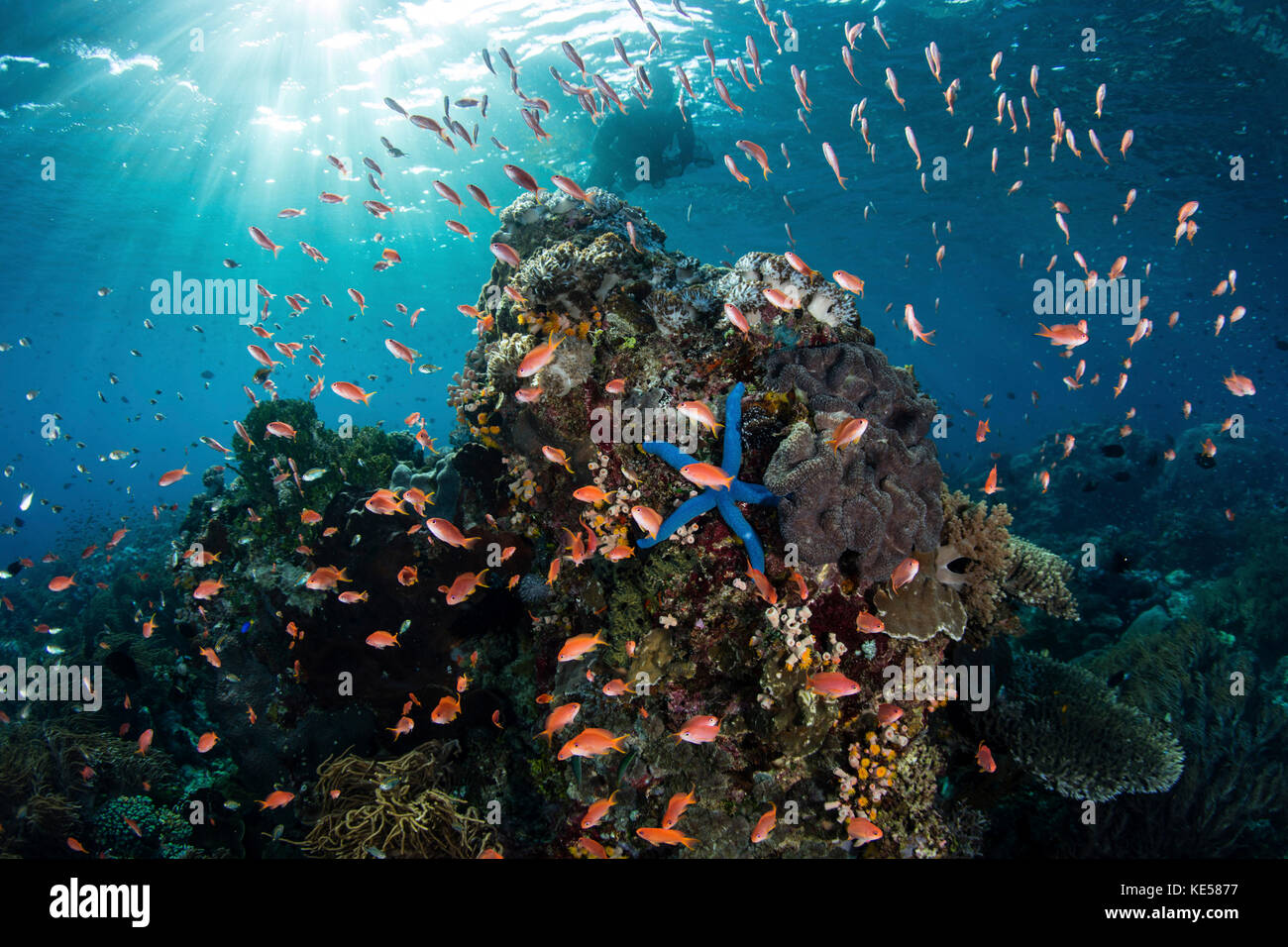 Reef fish swimming above a coral reef in the Lesser Sunda Islands of ...