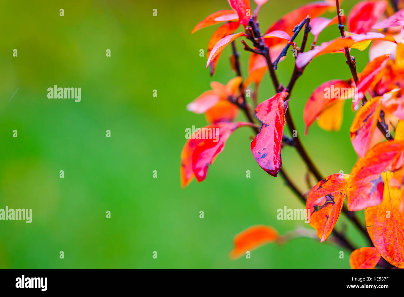 Red, orange, yellow cotoneaster leaves, green background. Wet rainy ...