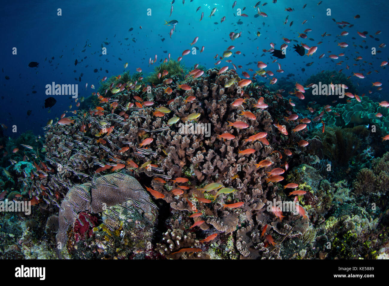 Reef fish swimming above a coral reef in the Lesser Sunda Islands of ...