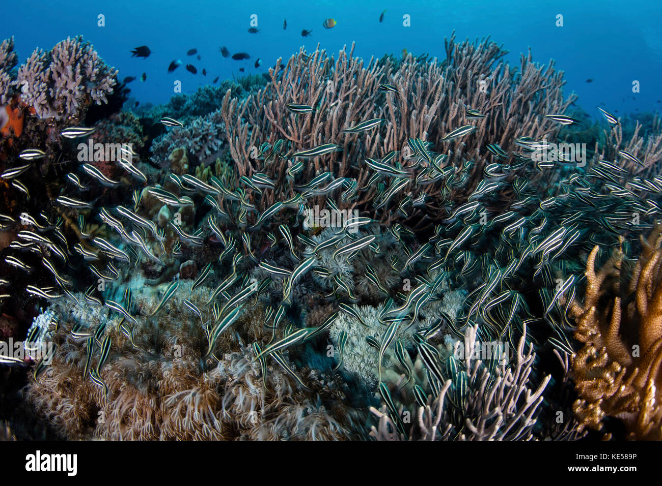 A school of striped eel catfish swarms over a reef searching for food ...