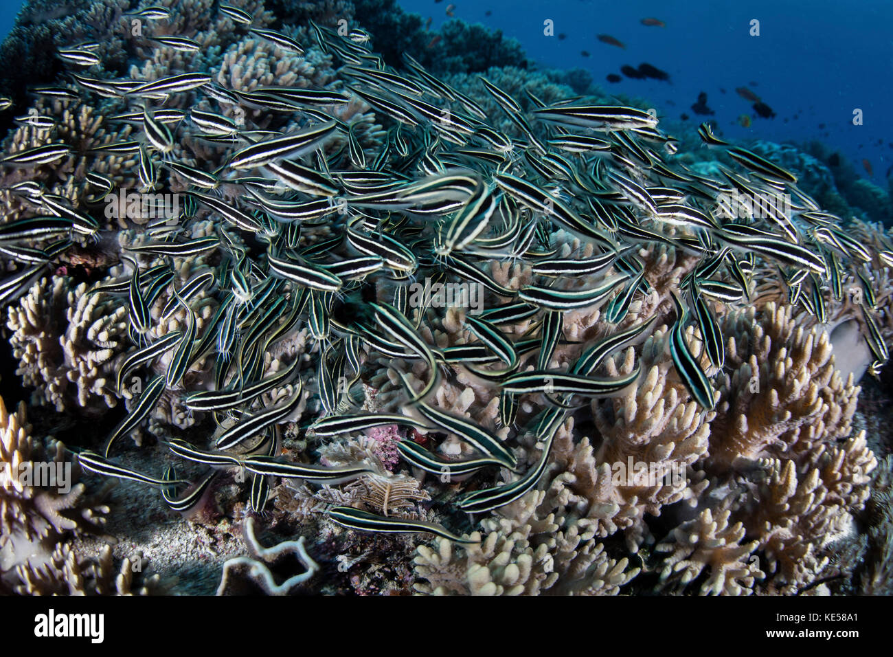 A school of striped eel catfish swarms over a reef searching for food ...