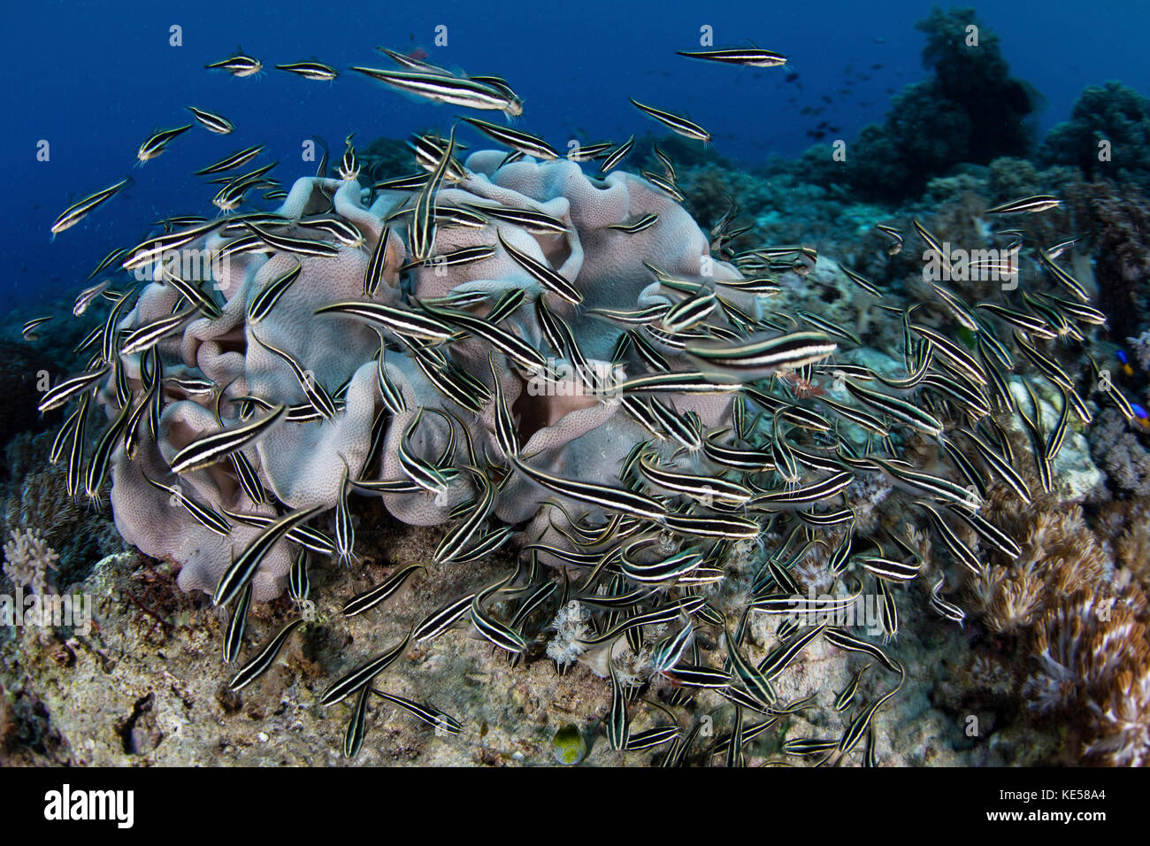 A school of striped eel catfish swarms over a reef searching for food ...