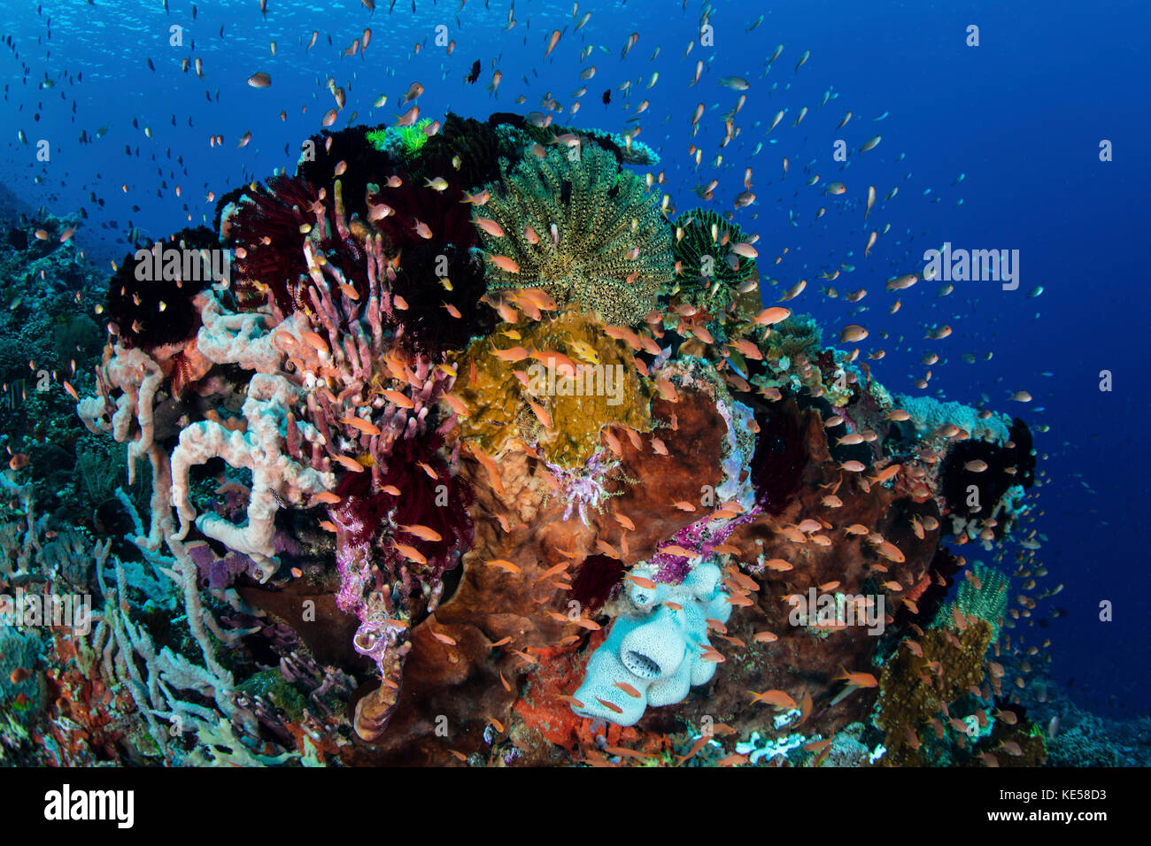Reef fish swimming in a strong current near Alor in the Lesser Sunda ...