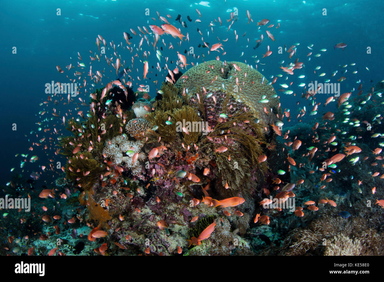 Reef fish swimming in a strong current near Alor in the Lesser Sunda ...