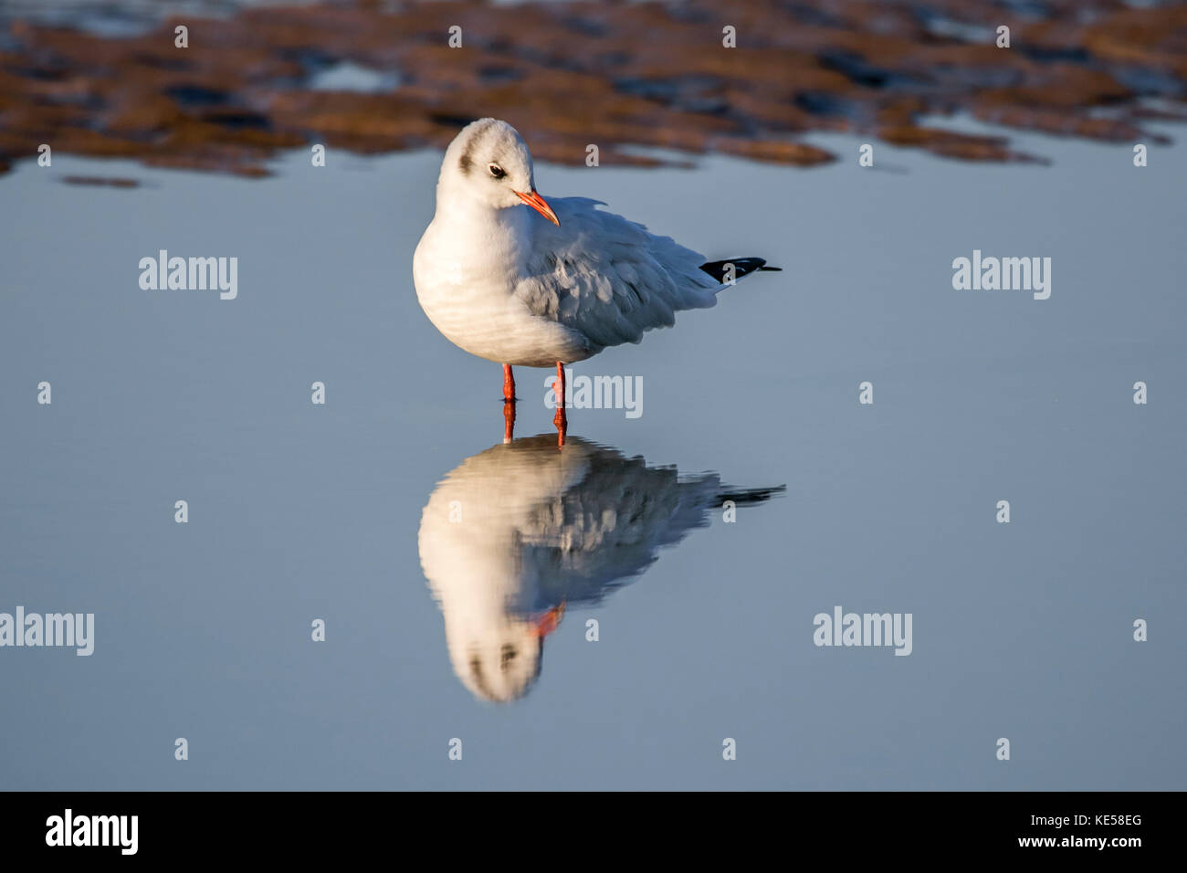 Common terns breed hi-res stock photography and images - Alamy