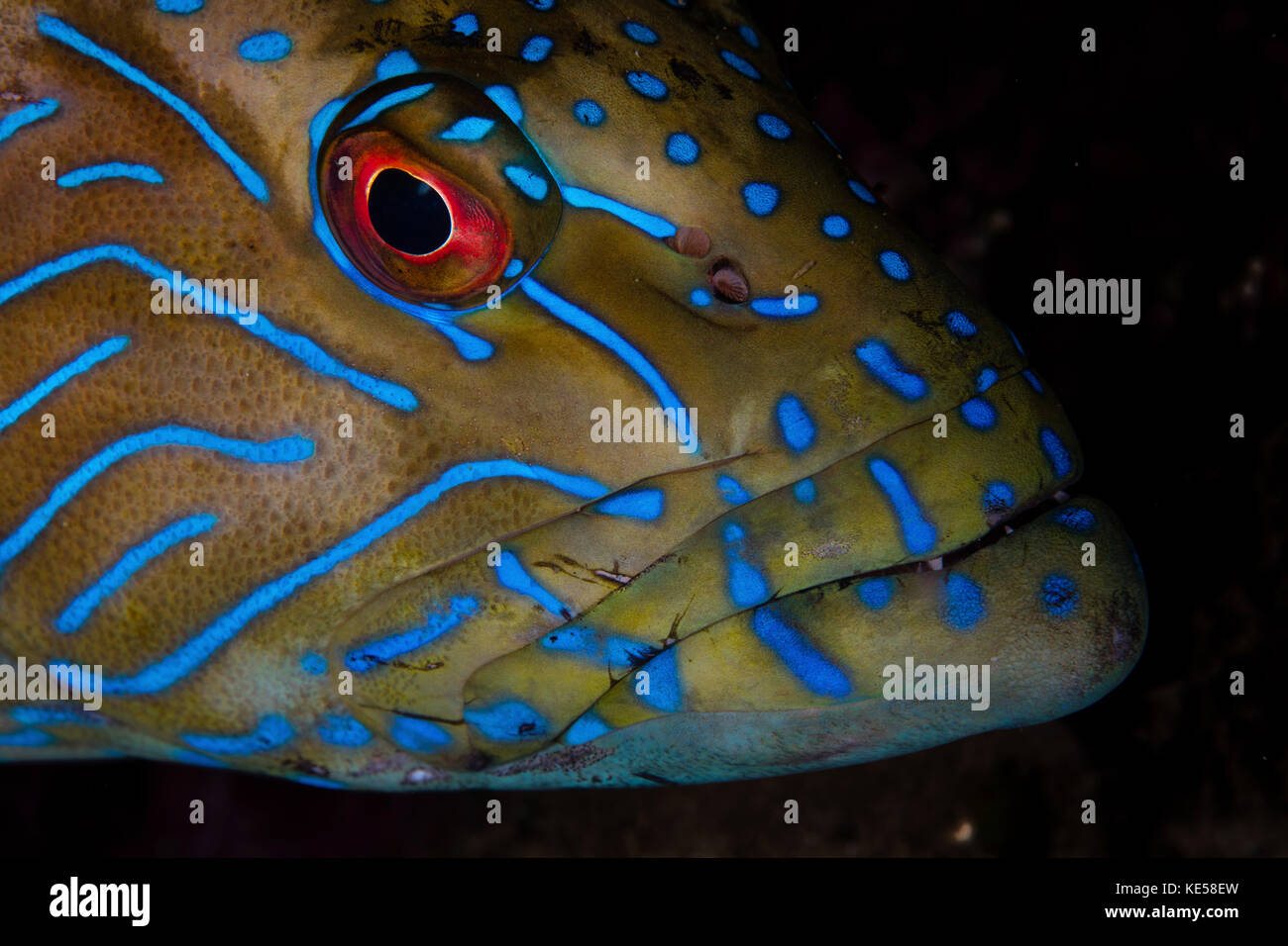 Close up grouper fish head hi-res stock photography and images - Alamy