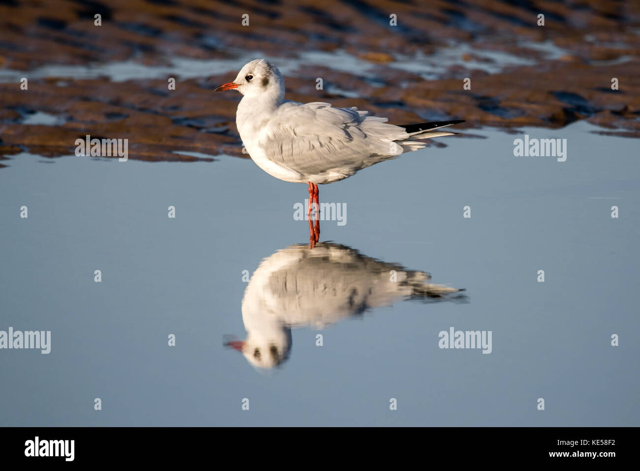 Common terns breed hi-res stock photography and images - Alamy