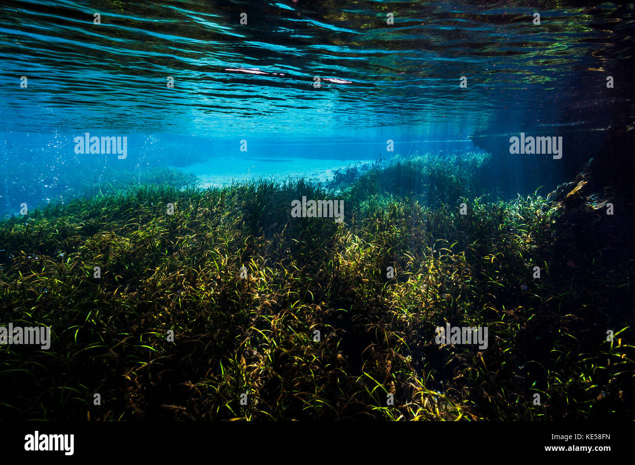 Ichetucknee springs hi-res stock photography and images - Alamy