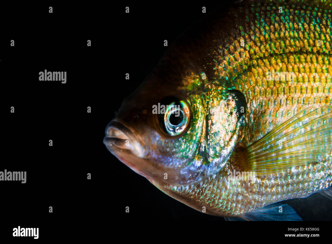 Green sunfish hi-res stock photography and images - Alamy