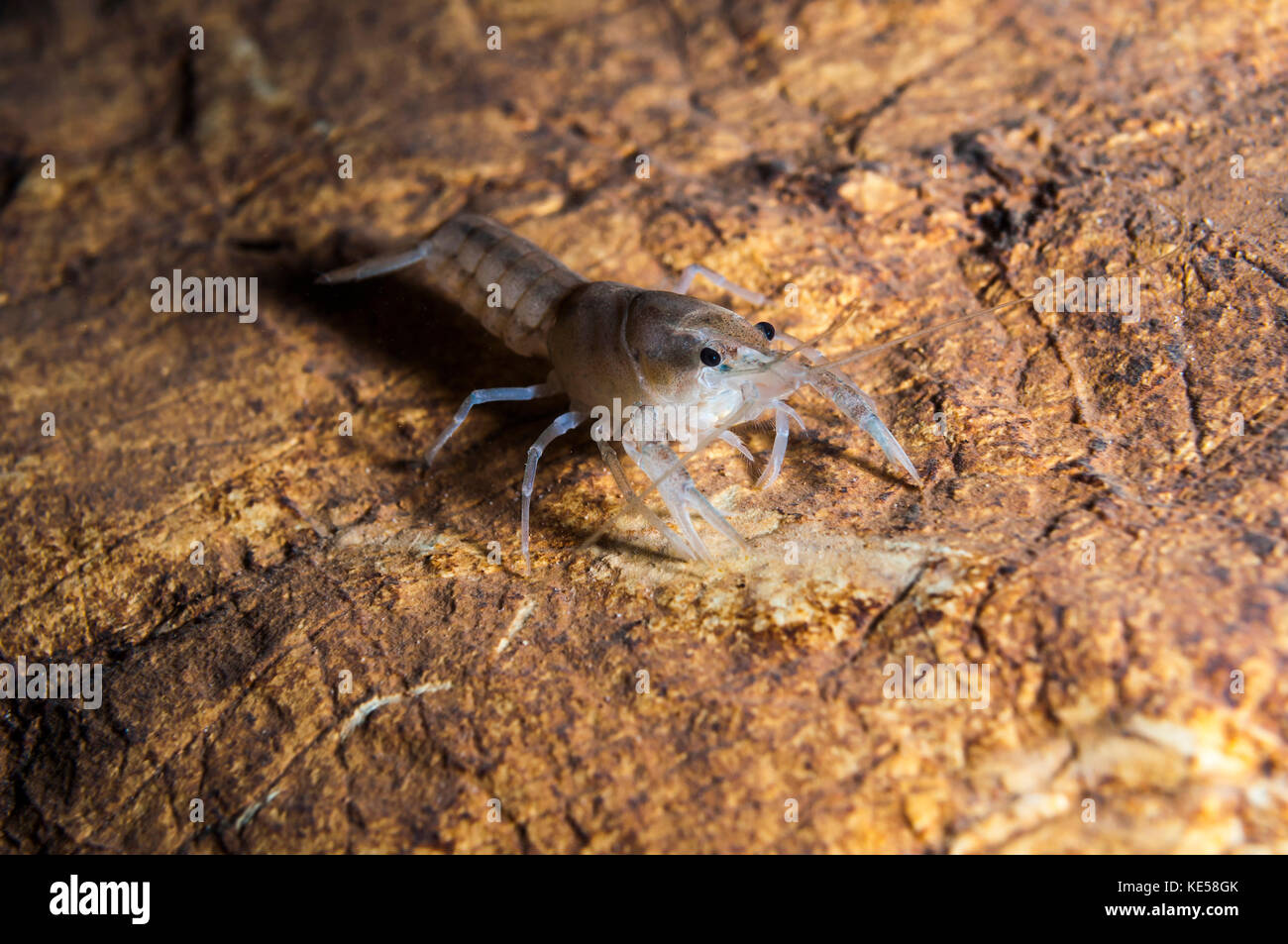 Yabby crayfish hi-res stock photography and images - Alamy