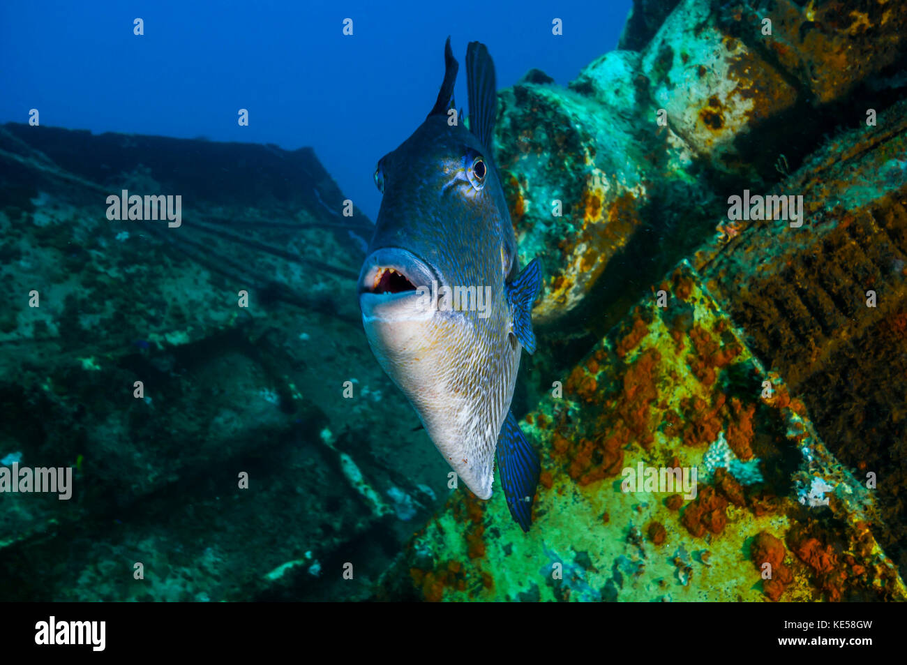 Triggerfish swimming amongst the USTS Texas Clipper wreck, Texas Stock ...
