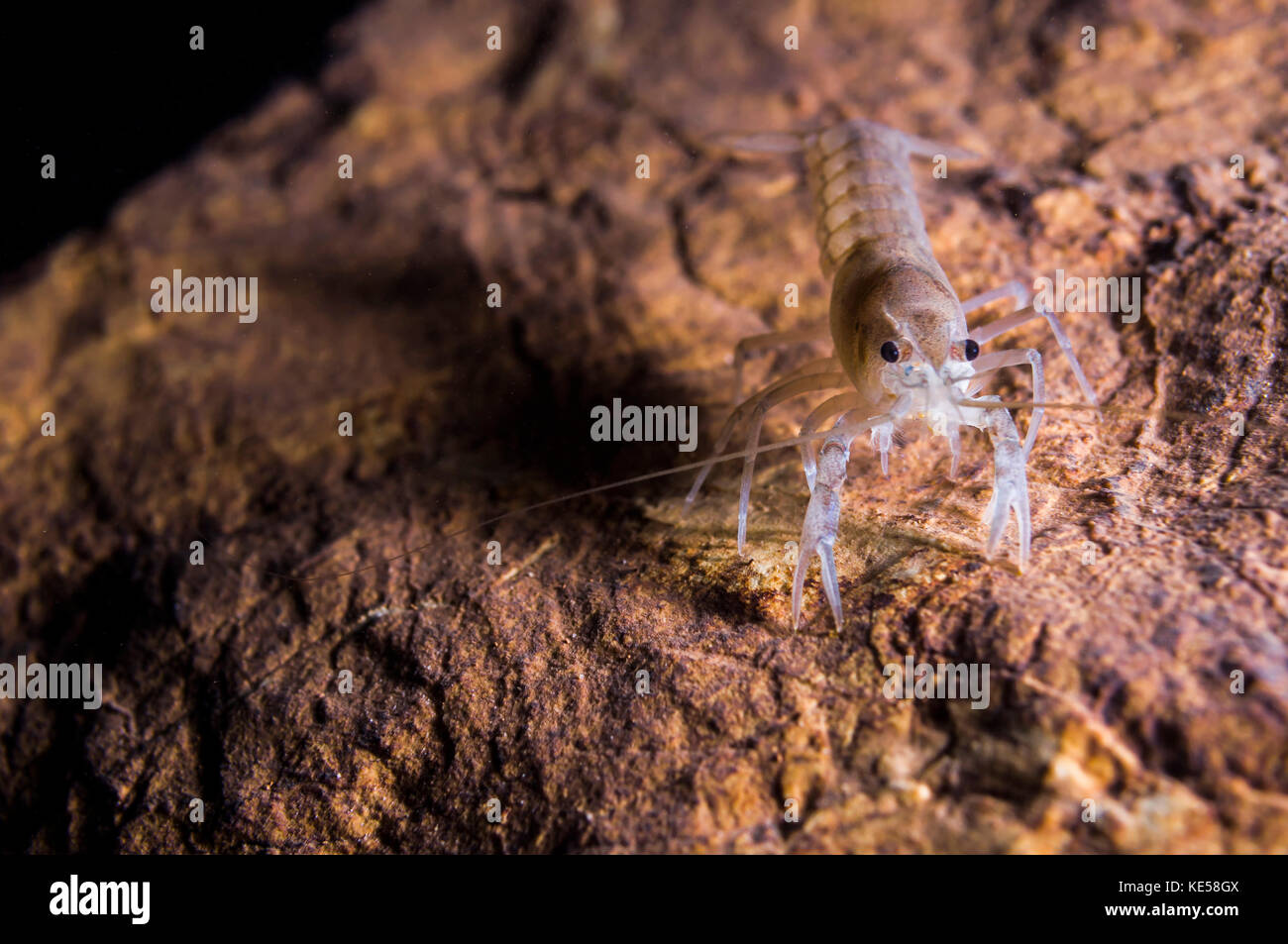 Wild crawfish hi-res stock photography and images - Alamy