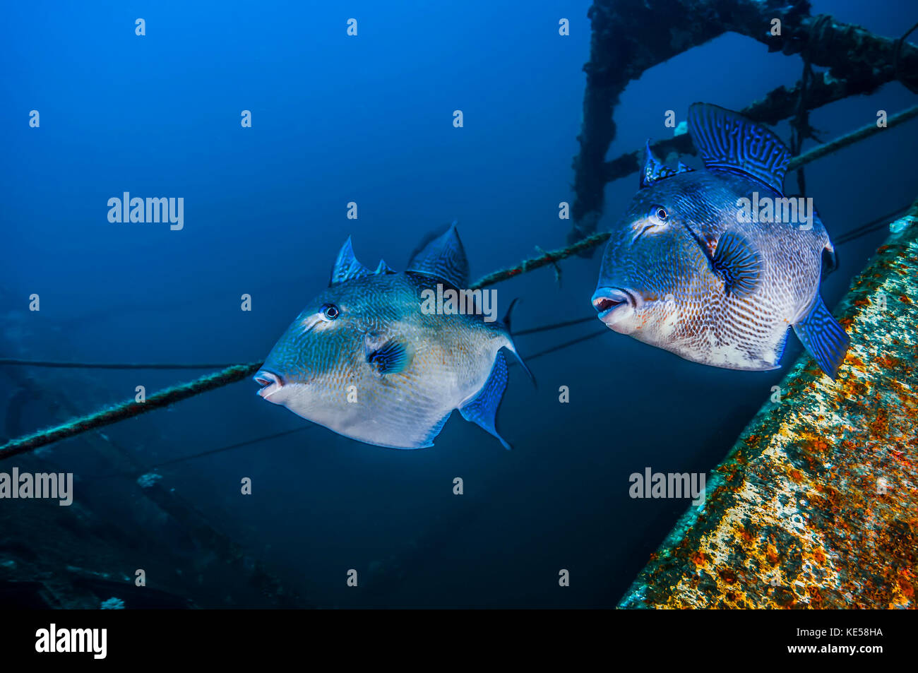 Triggerfish swimming amongst the USTS Texas Clipper wreck, Texas Stock ...