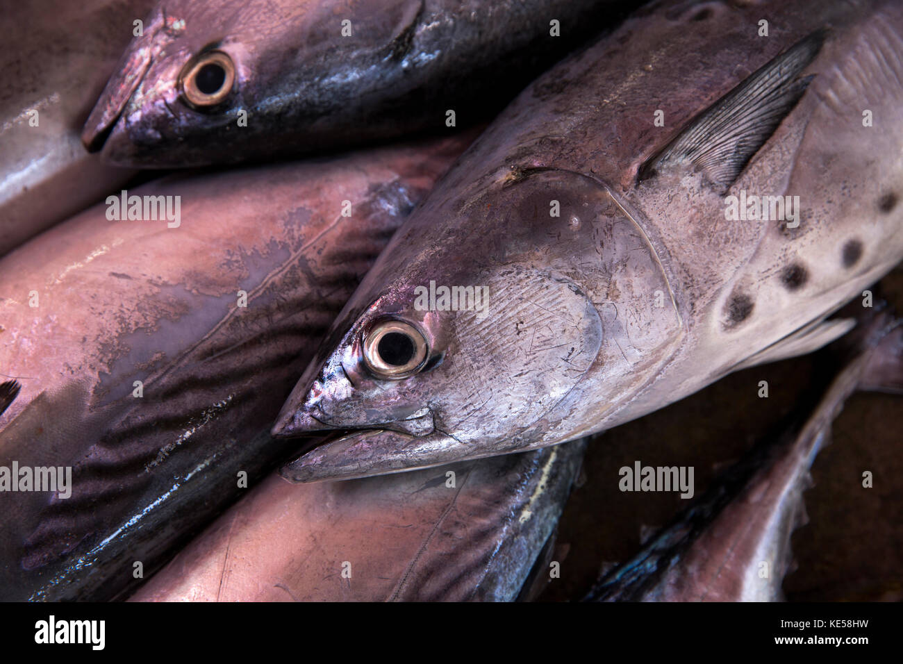 Seychelles tropical fish hi-res stock photography and images - Alamy