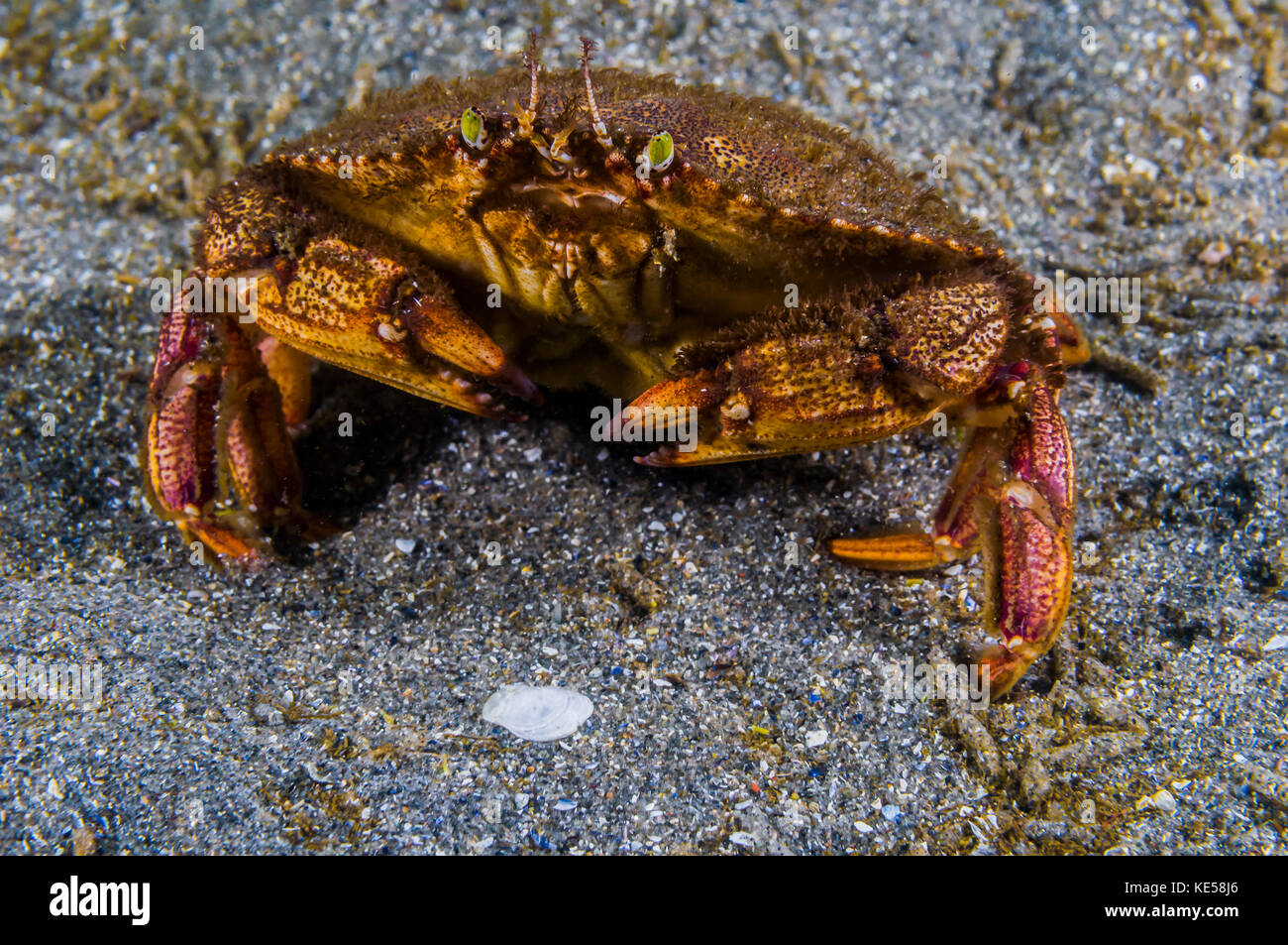 Atlantic rock crab, Maine Stock Photo - Alamy