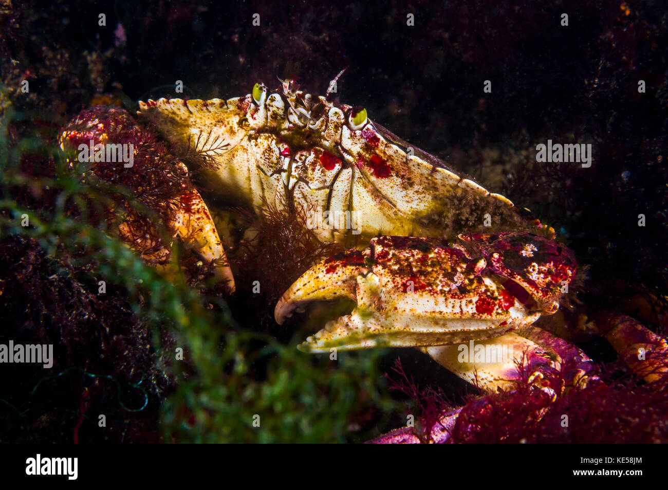 Atlantic Rock Crab Stock Photos & Atlantic Rock Crab Stock Images - Alamy