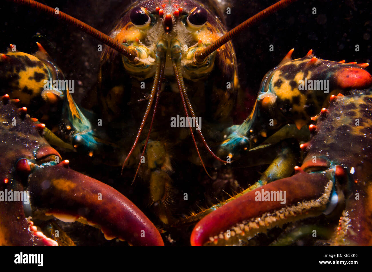 American lobster, front view, Maine Stock Photo - Alamy